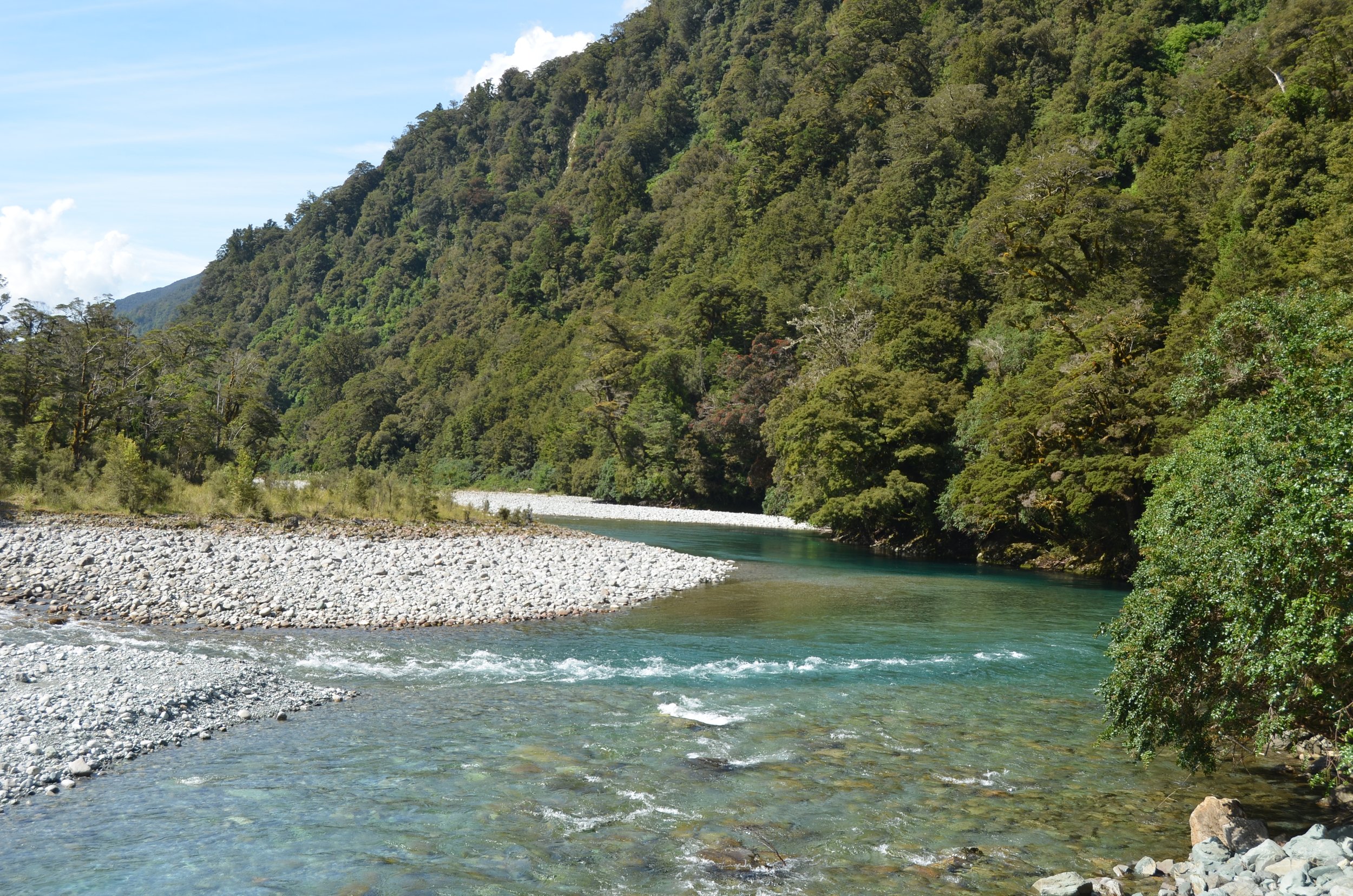 Hall’s tōtara-miro-rimu/kāmahi-silver beech-southern rātā forest — Eco ...