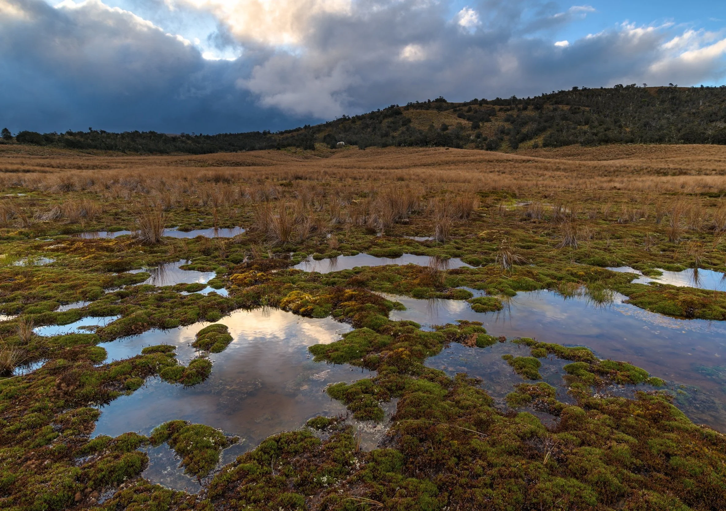 Ecosystem Reconstruction Map — Eco-index