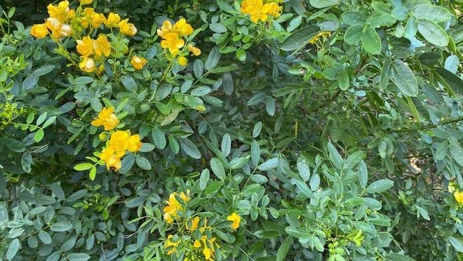 Green gardening: A backyard bursting with color — Kim's Garden