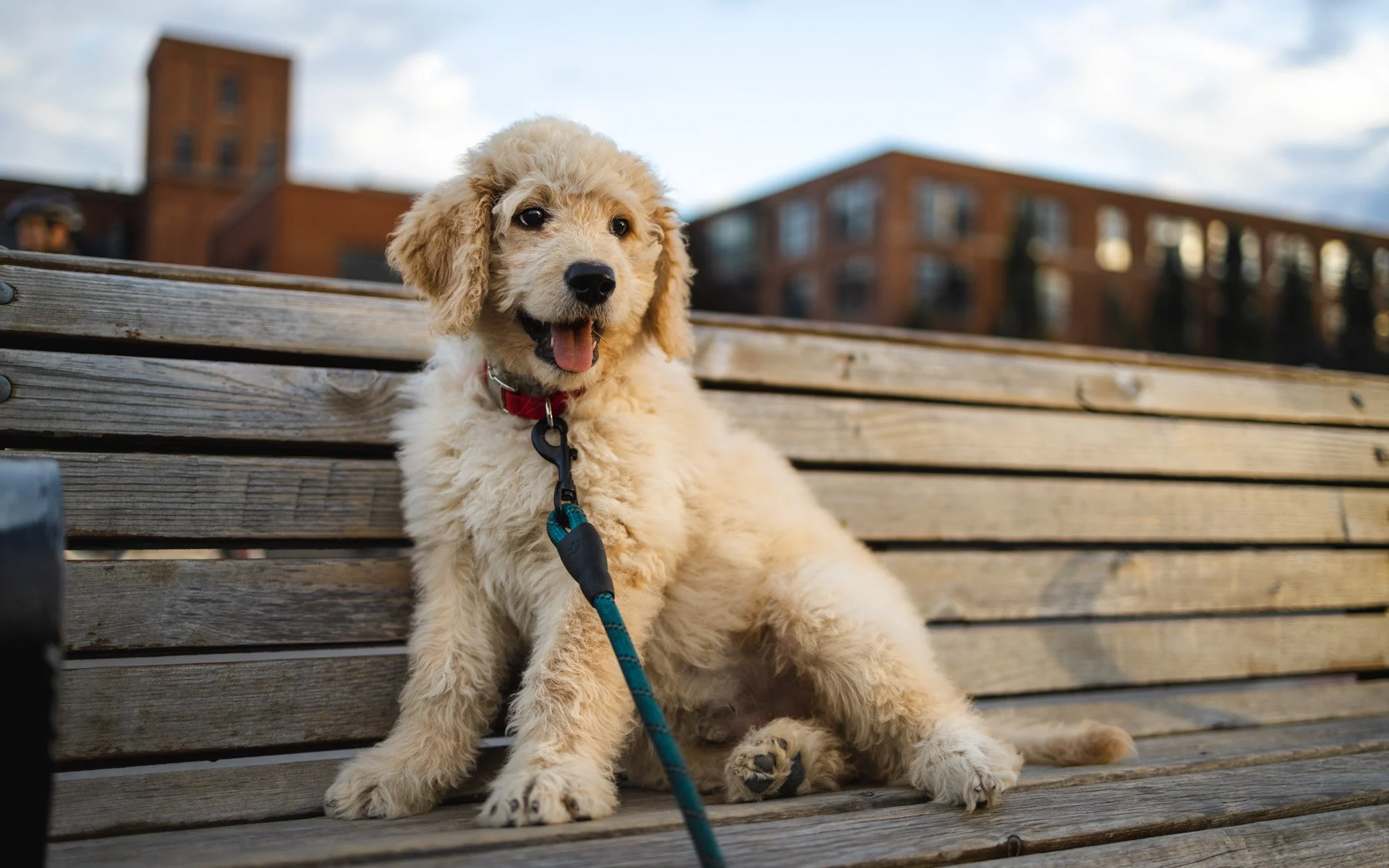 Keegan Robin - Dog Photographer & TikTok Creator