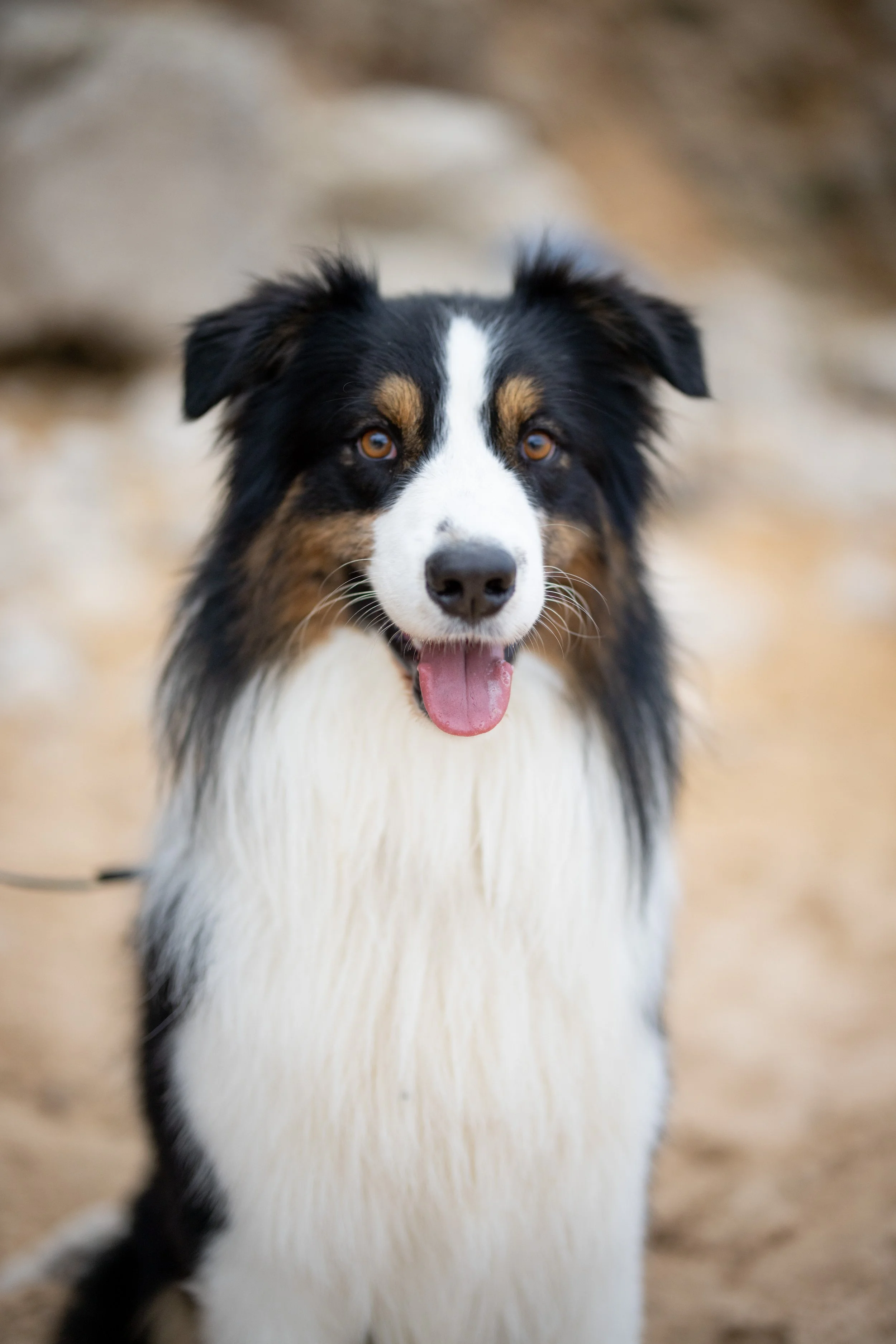 Keegan Robin - Dog Photographer & TikTok Creator