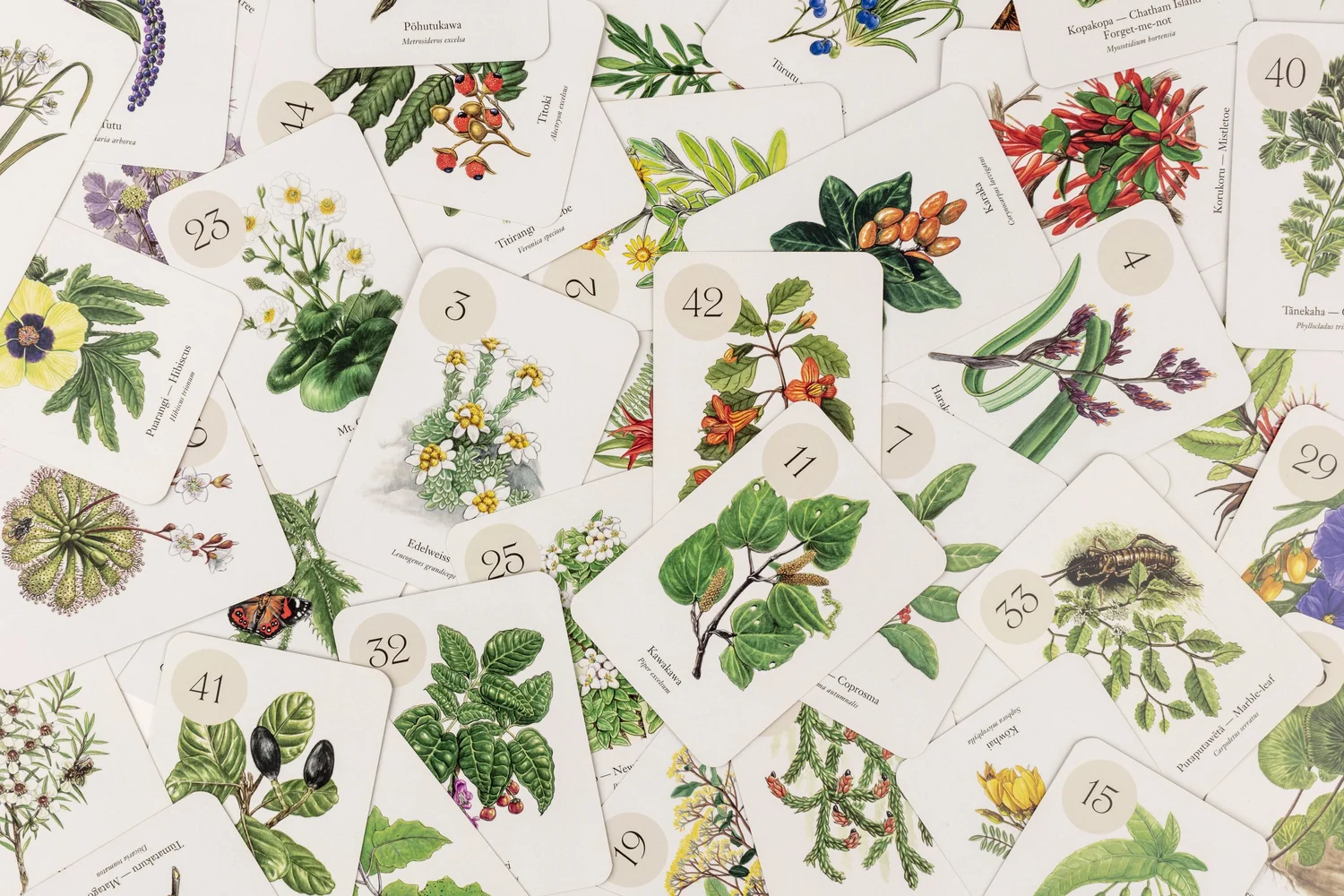 Connor Collection - Botanical Bingo