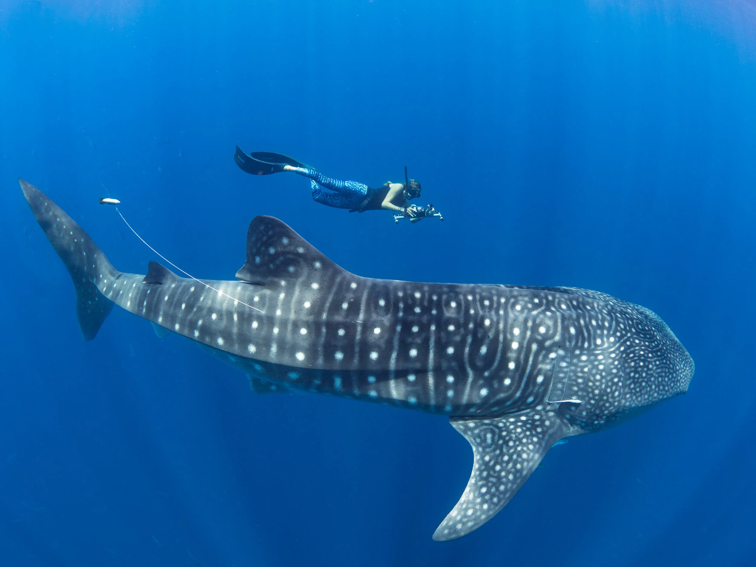 Adopt a Shark - A Shark Adoption is the perfect Gift for Shark Lovers ...