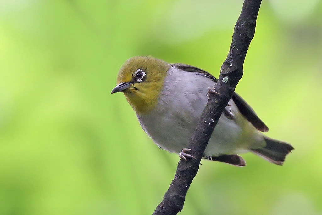 White Eye Meijro — Hawai'i Bird Rescue