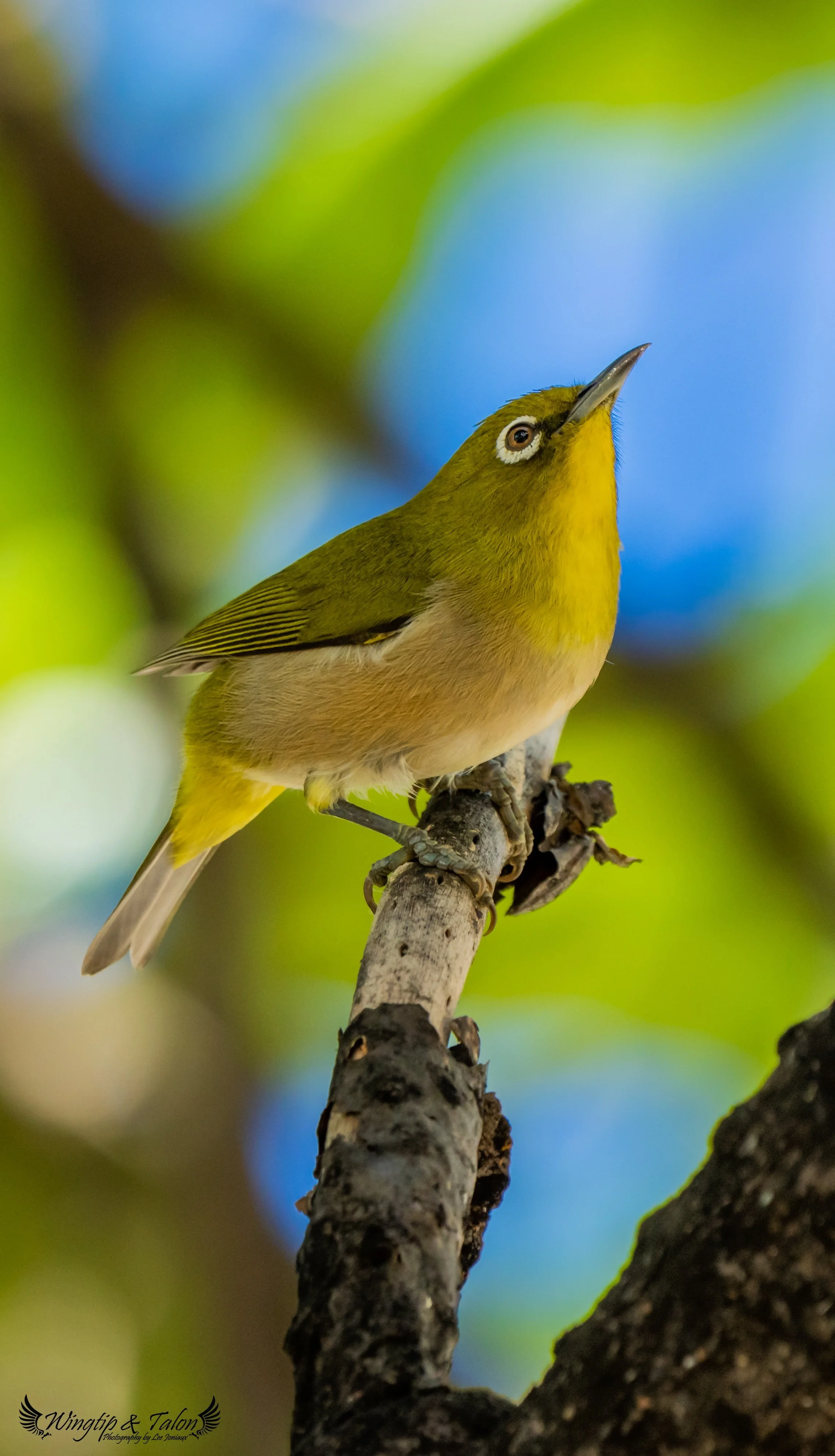 White Eye Meijro — Hawai'i Bird Rescue