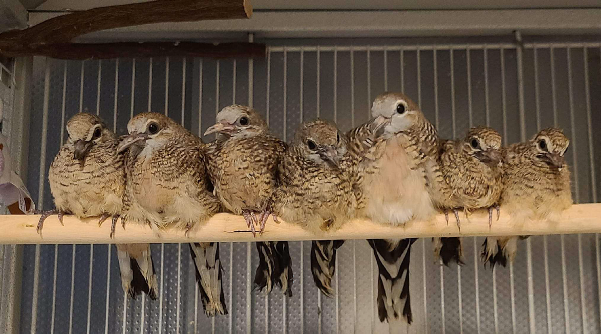 Releasing a Bird- Soft Release — Hawai'i Bird Rescue