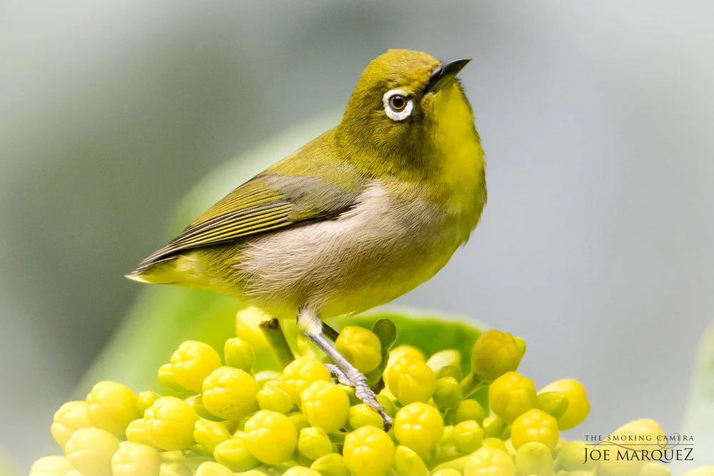 Releasing a Bird- Soft Release — Hawai'i Bird Rescue