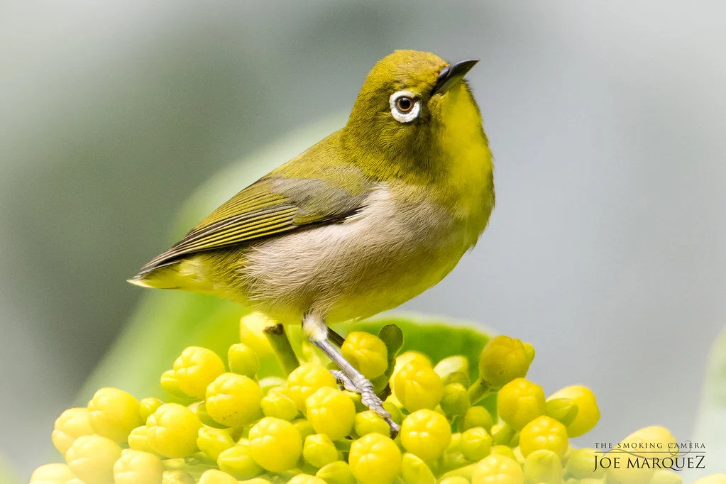 White Eye Meijro — Hawai'i Bird Rescue