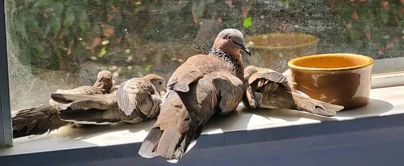 Zebra Doves, Spotted Doves and Pigeons — Hawai'i Bird Rescue