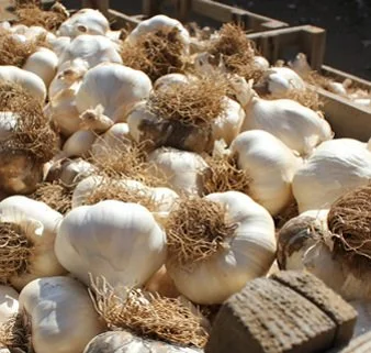 Bar & kitchen — Silchester Farm