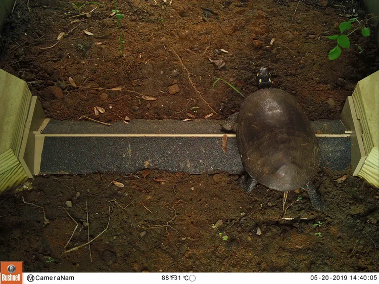Wildlife Crossings | Enhance Wildlife Connectivity — Animex International