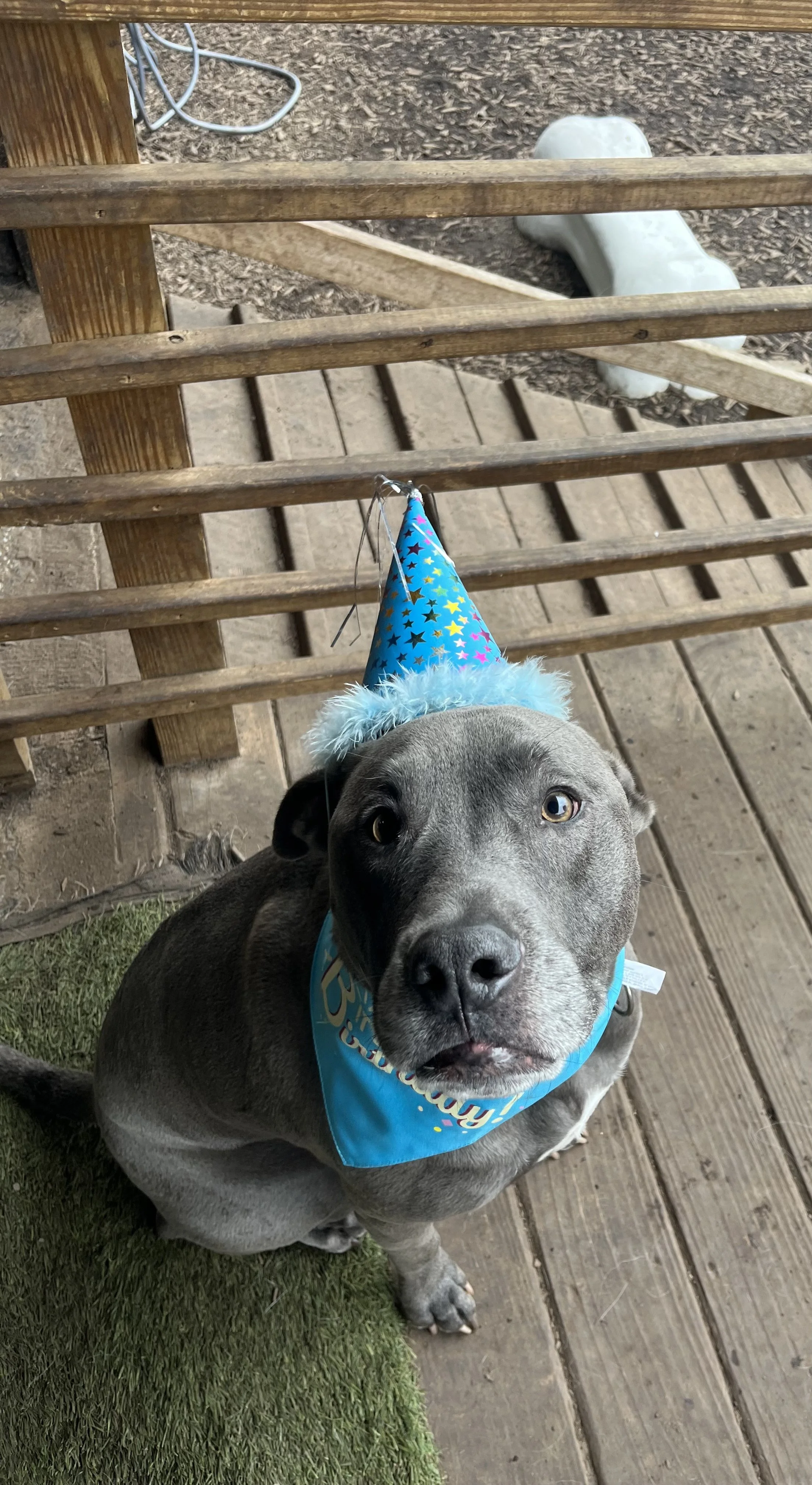 Dog Birthday Parties — Taps and Tails
