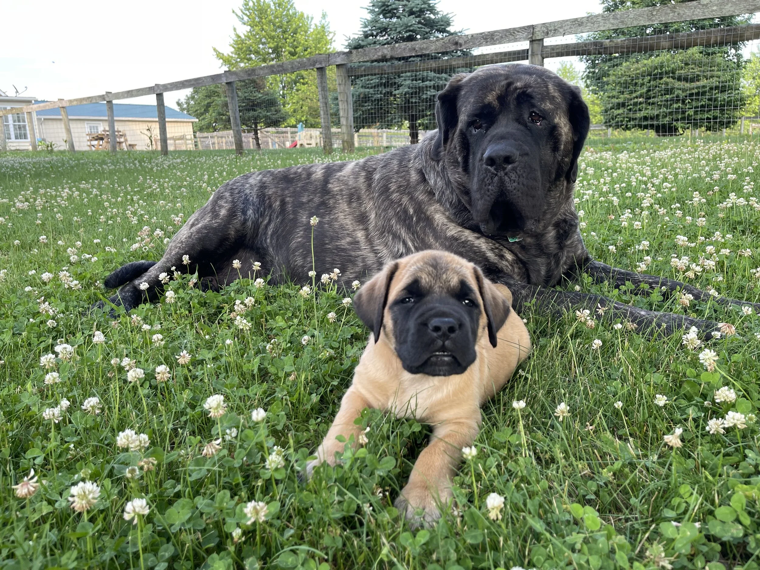 Deer Creek Mastiffs