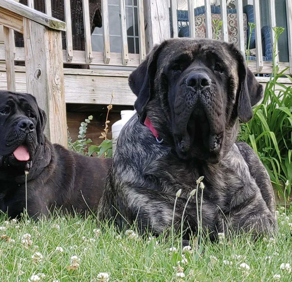 Gray English Mastiff