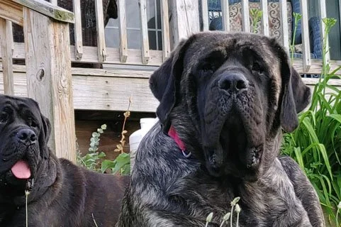 Deer Creek Mastiffs
