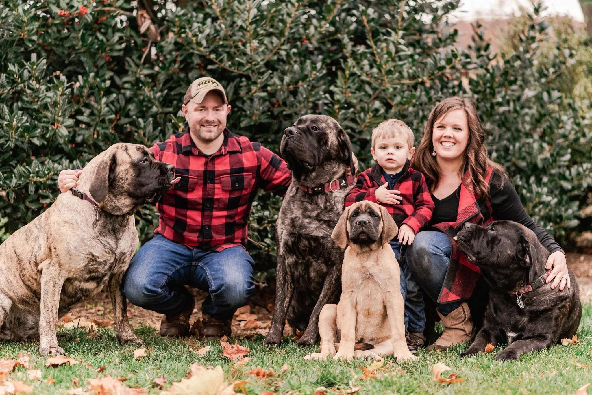 About Us — Deer Creek Mastiffs