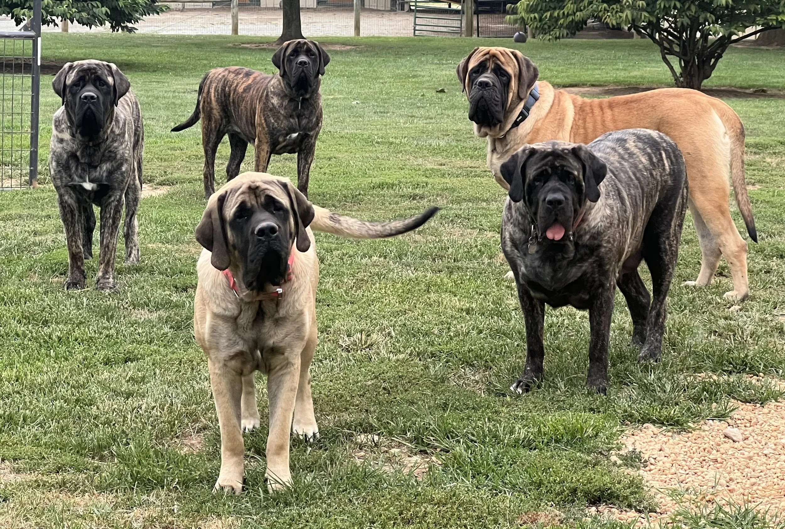 Deer Creek Mastiffs