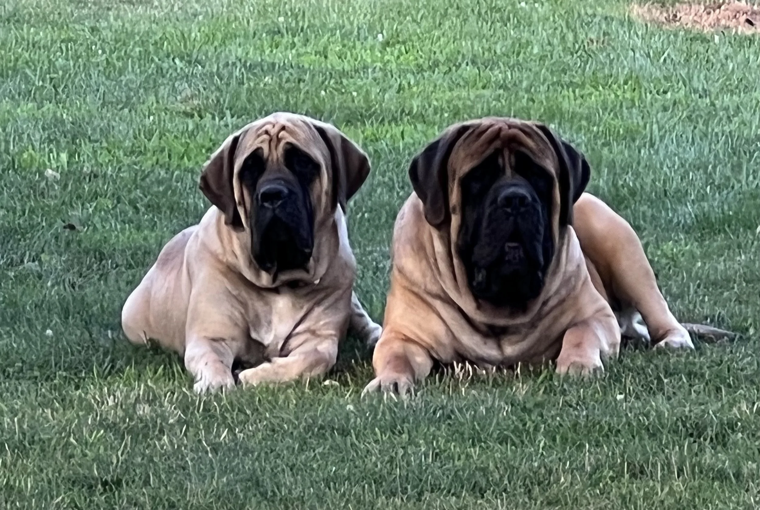 Deer Creek Mastiffs