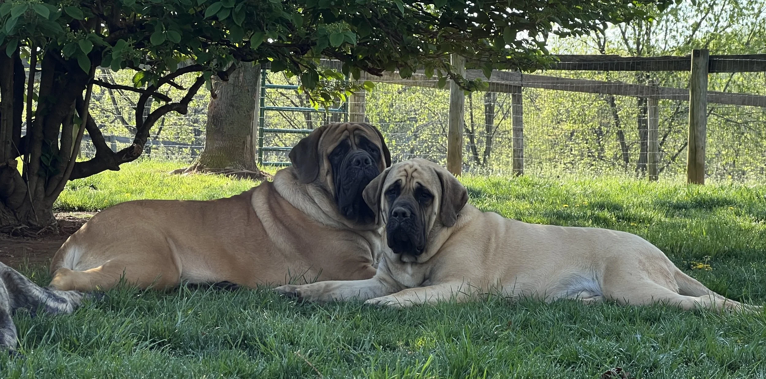 English Mastiff