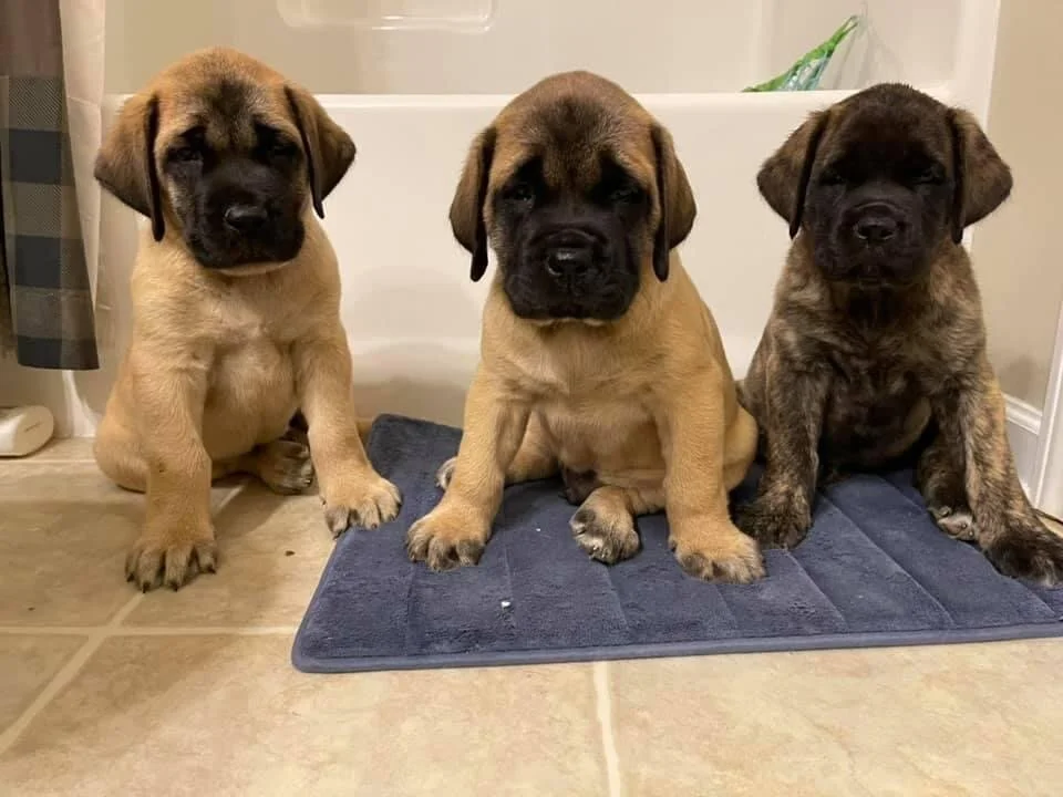 Sold Puppies — Deer Creek Mastiffs