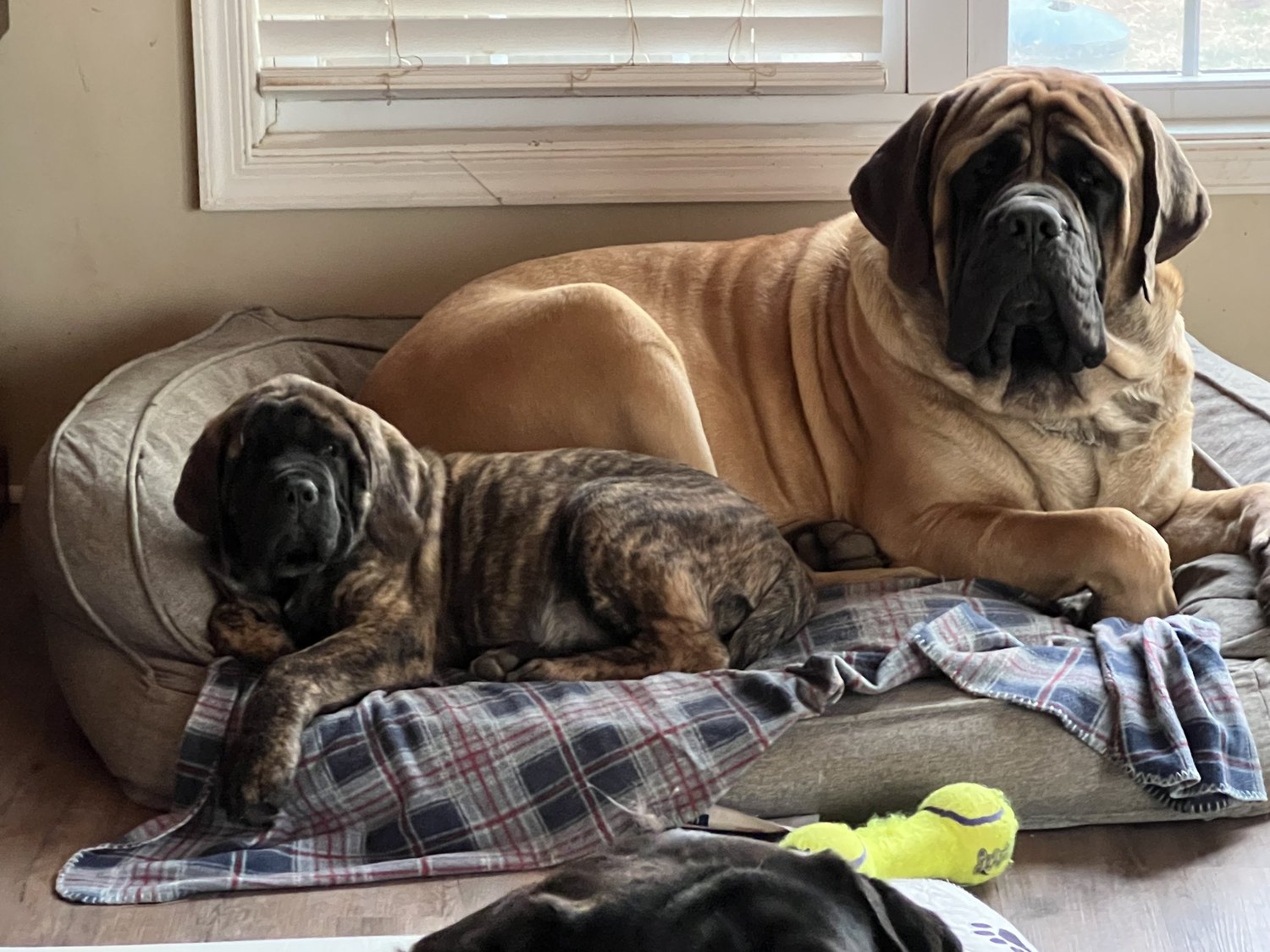 Deer Creek Mastiffs