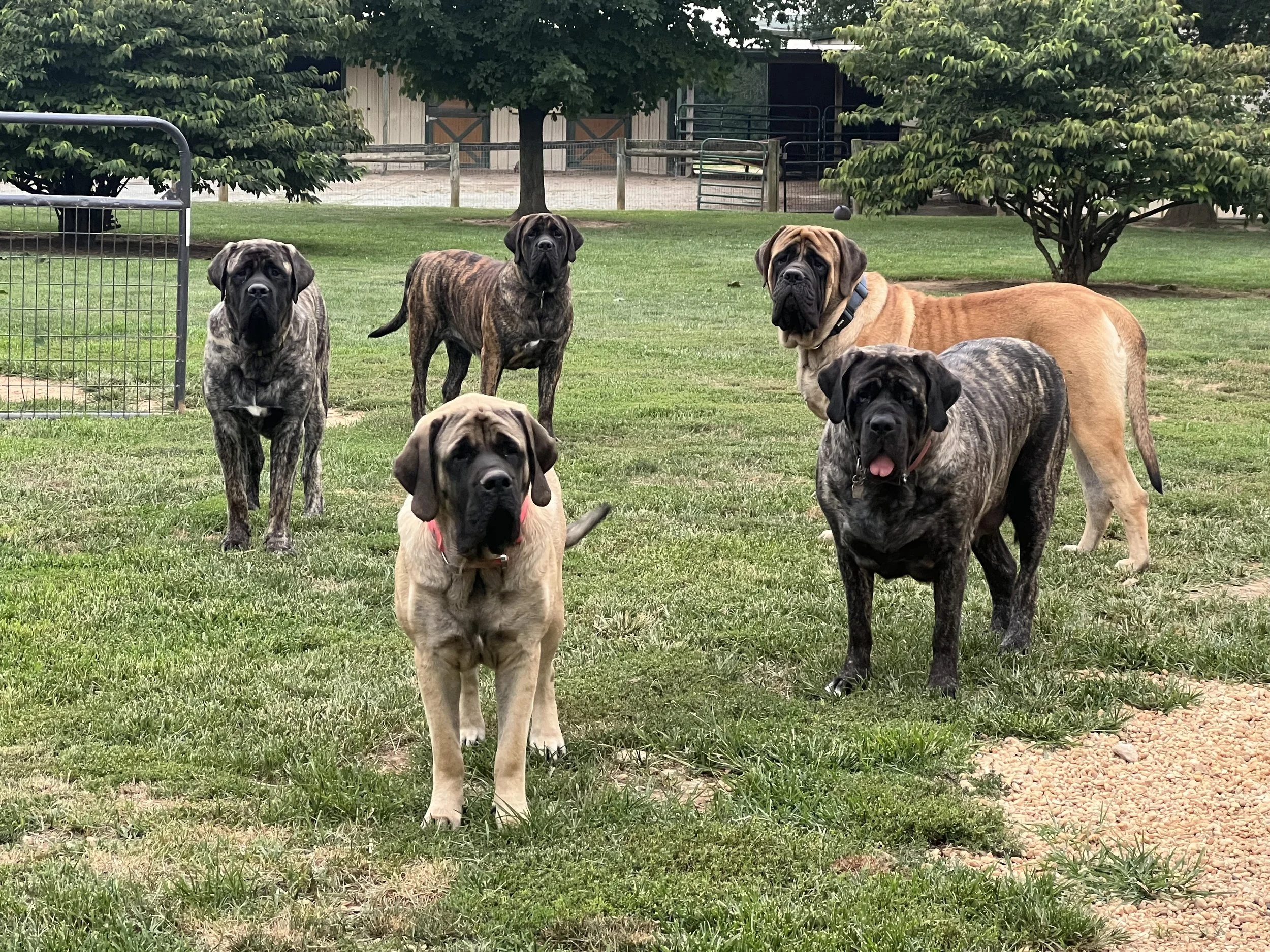 Deer Creek Mastiffs