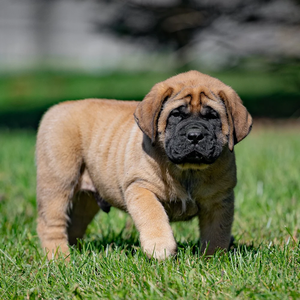Deer Creek Mastiffs