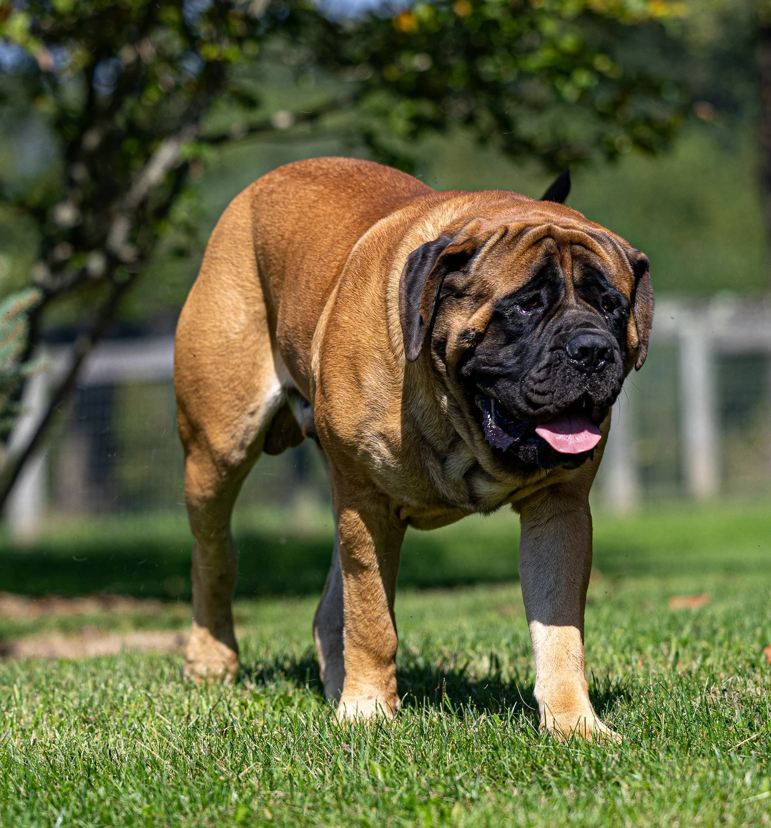Deer Creek Mastiffs