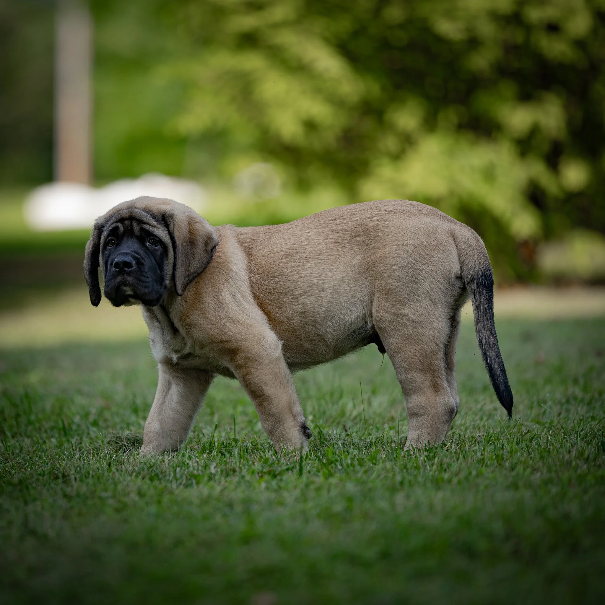 Deer Creek Mastiffs