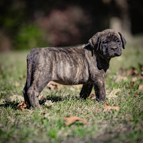 About Us — Deer Creek Mastiffs