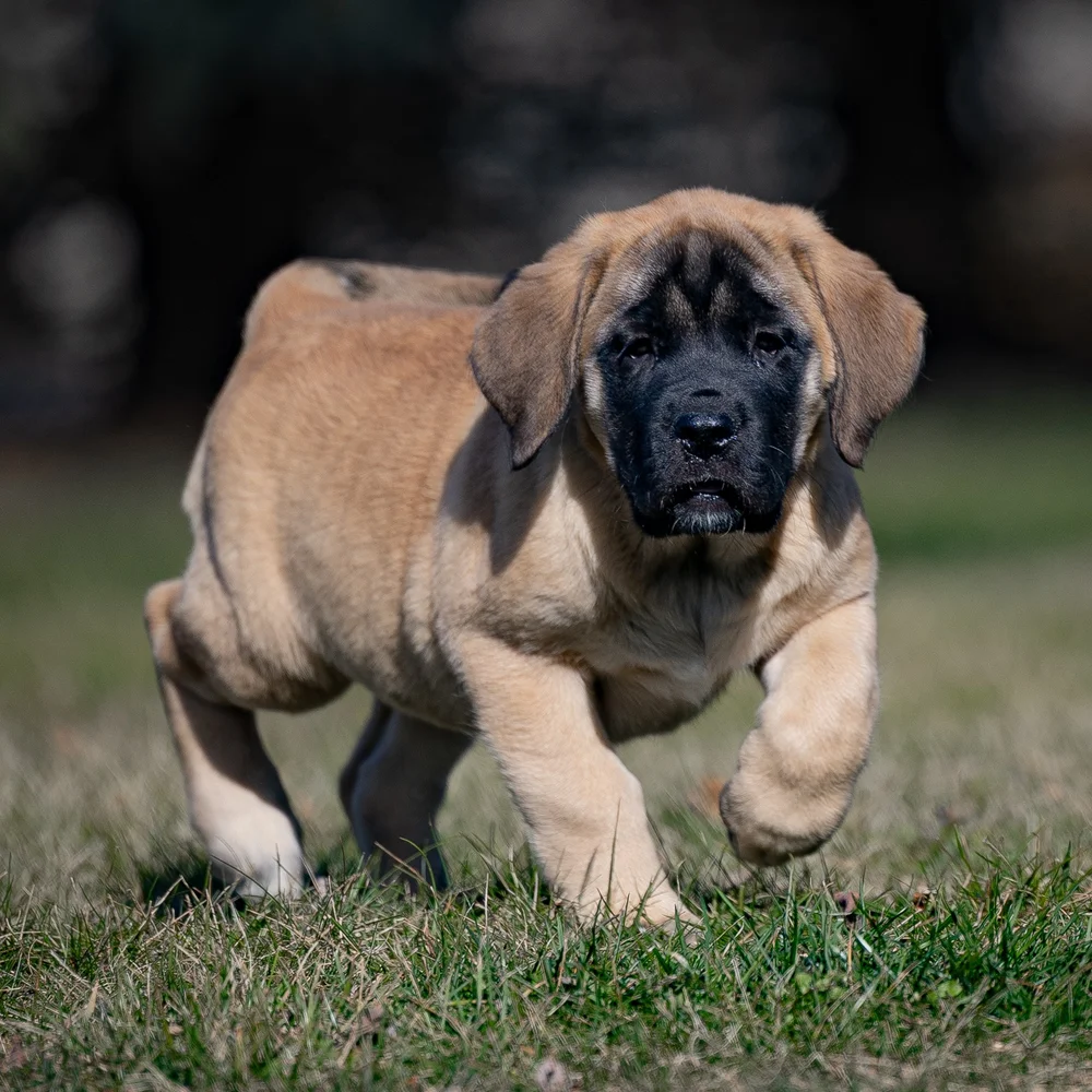 About Us — Deer Creek Mastiffs