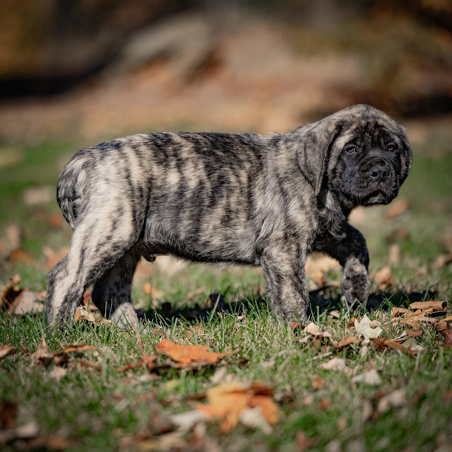 About Us — Deer Creek Mastiffs