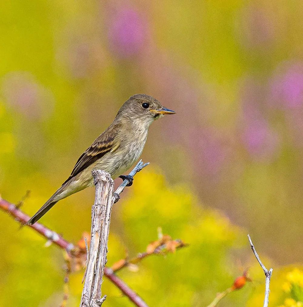 Flycatcher ID Class with Heidi Ware Carlisle — Golden Eagle Audubon