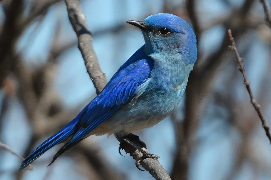 Golden Eagle Audubon
