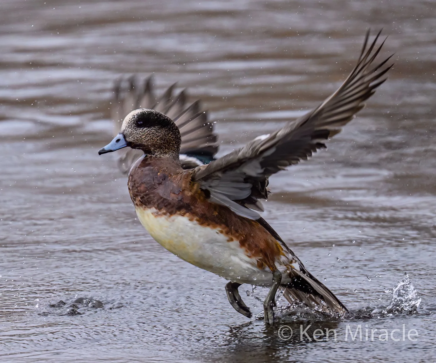 Birding at Blacks Creek Bird Reserve — Golden Eagle Audubon
