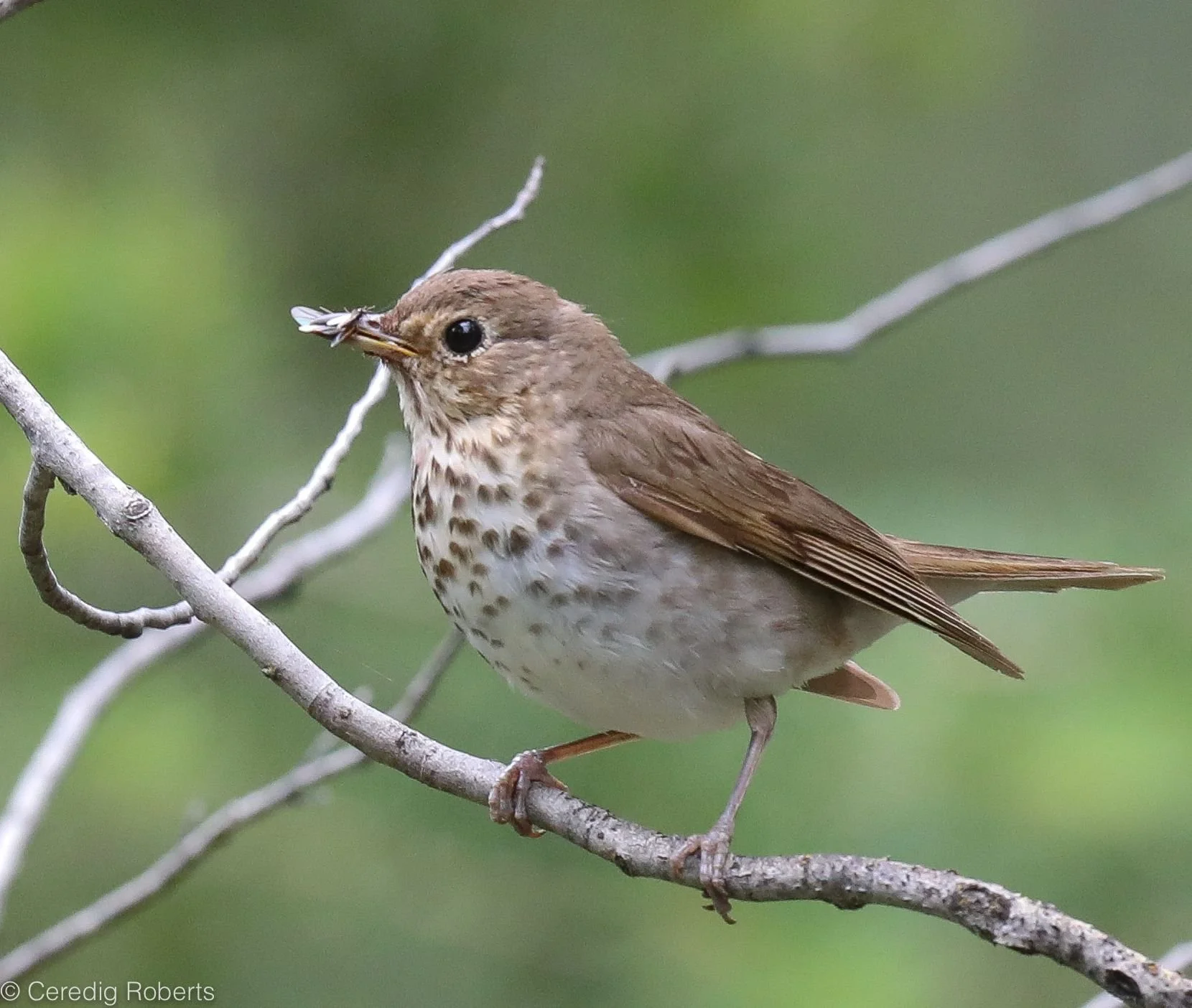 Thrush On the Move — Golden Eagle Audubon