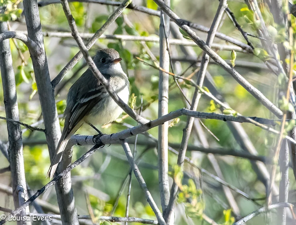 Introduction to Birding Class and Walk — Golden Eagle Audubon