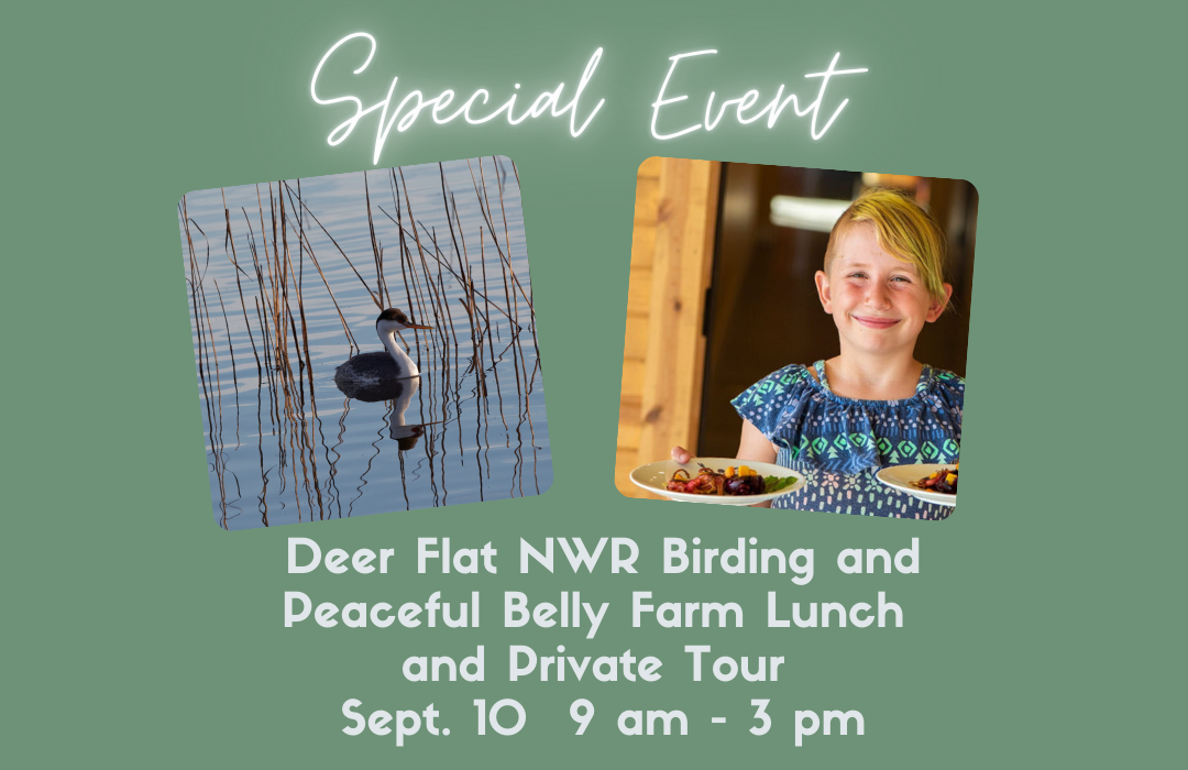 Birding Deer Flat and Peaceful Belly lunch Fundraiser — Golden Eagle ...