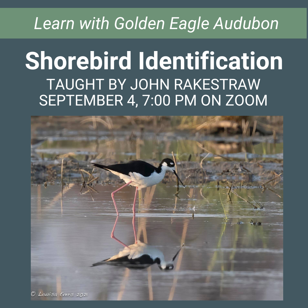 Shorebird Identification Class — Golden Eagle Audubon