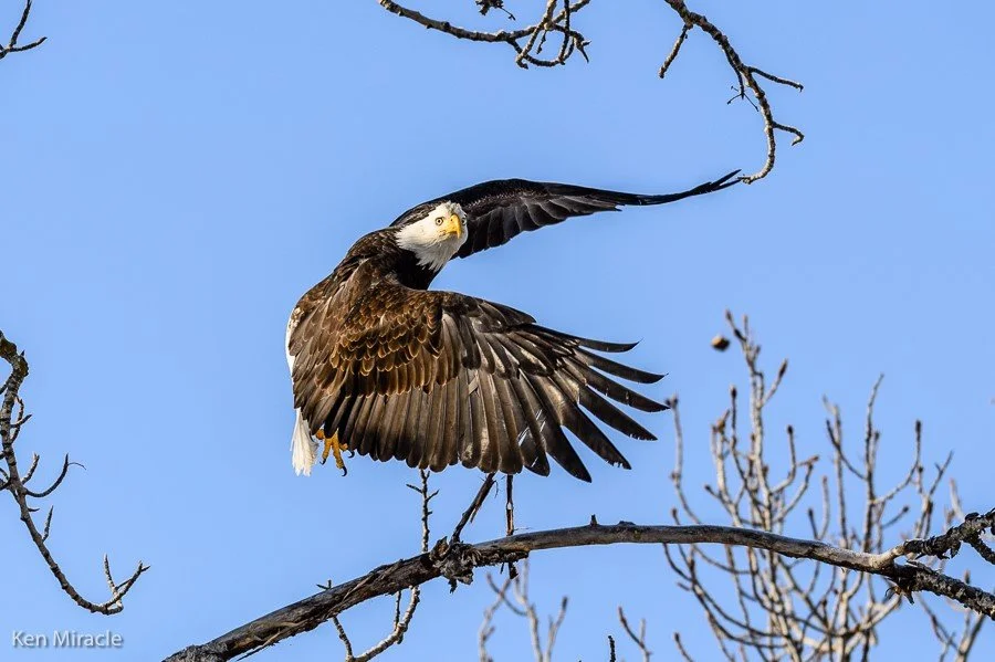 Event Calendar — Golden Eagle Audubon