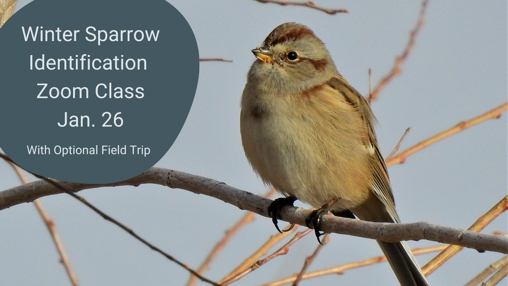 Winter Sparrow Identification Class — Golden Eagle Audubon