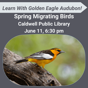 Spring Migrating Birds Class — Golden Eagle Audubon
