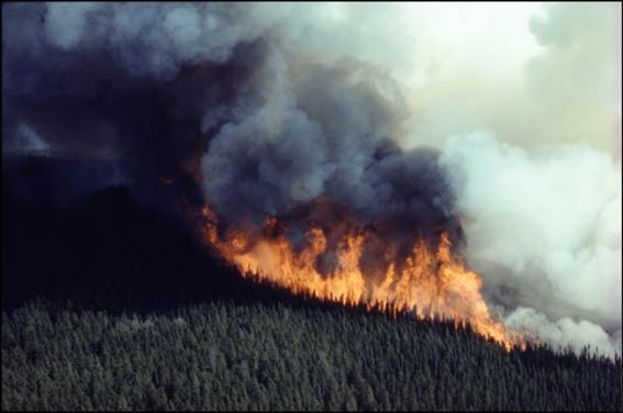 Types of Wildland Fire — Golden Eagle Audubon