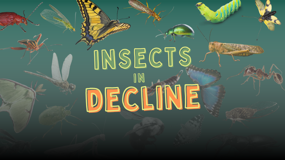 Golden Eagle Audubon