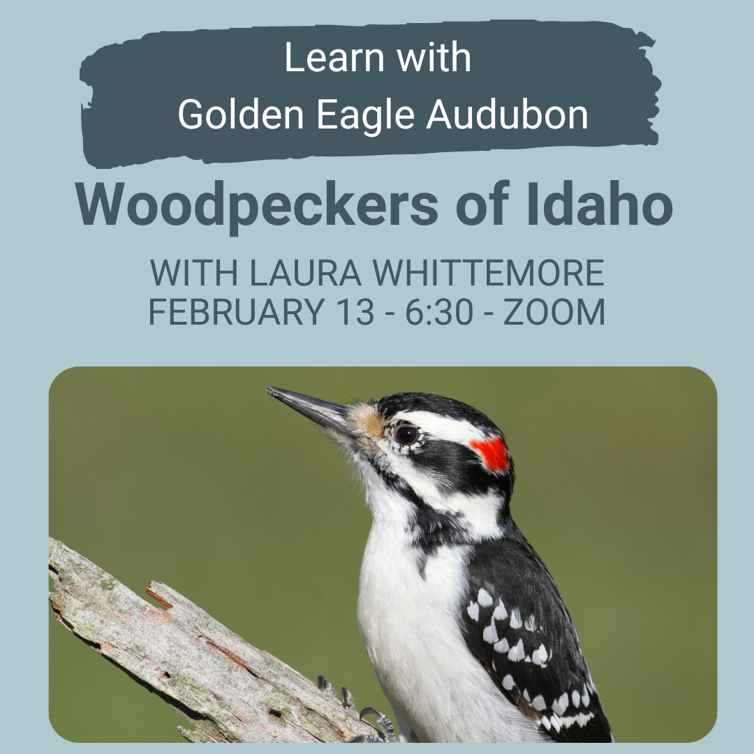 Woodpeckers of Idaho — Golden Eagle Audubon