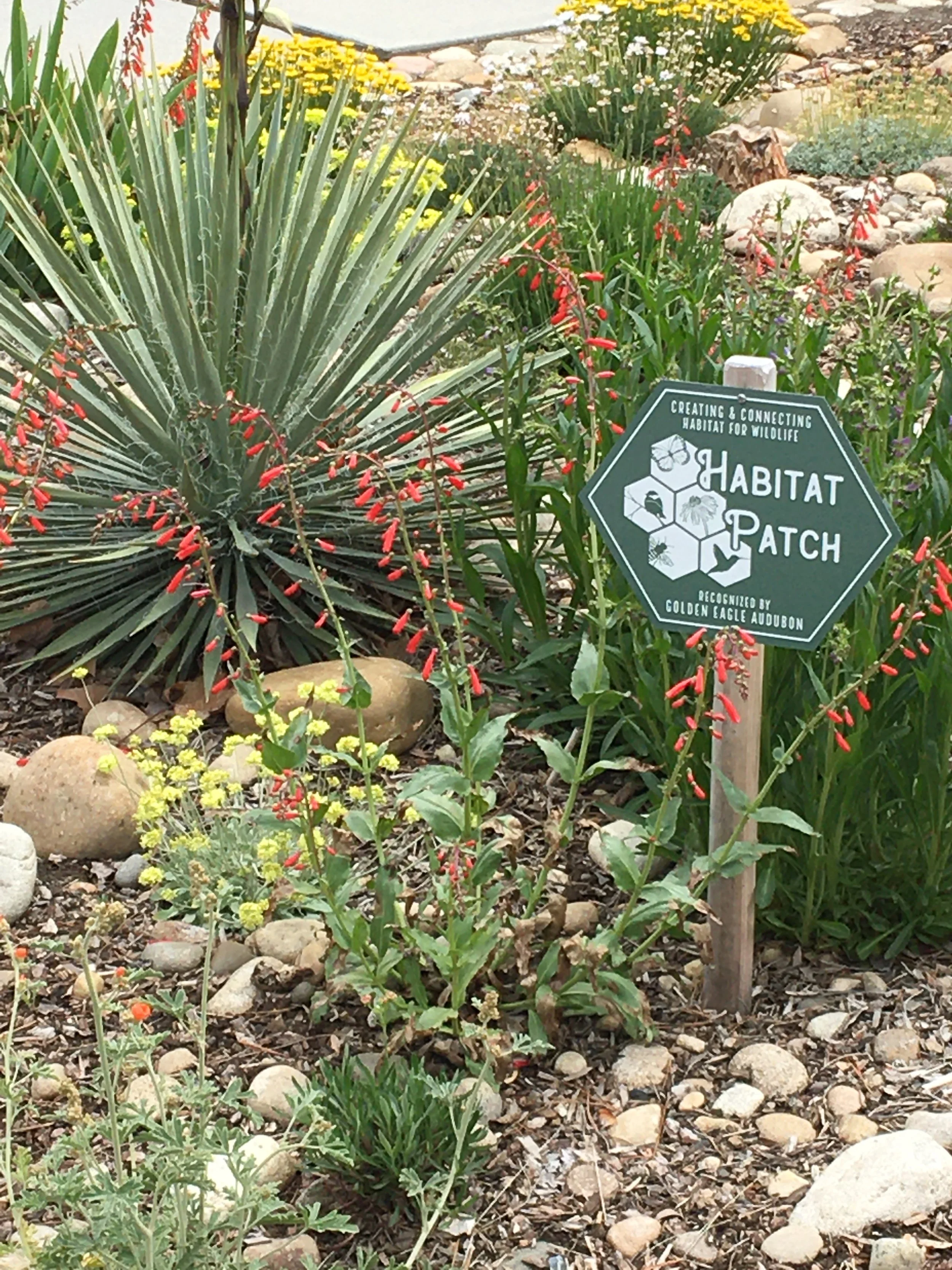 Habitat Patch — Golden Eagle Audubon