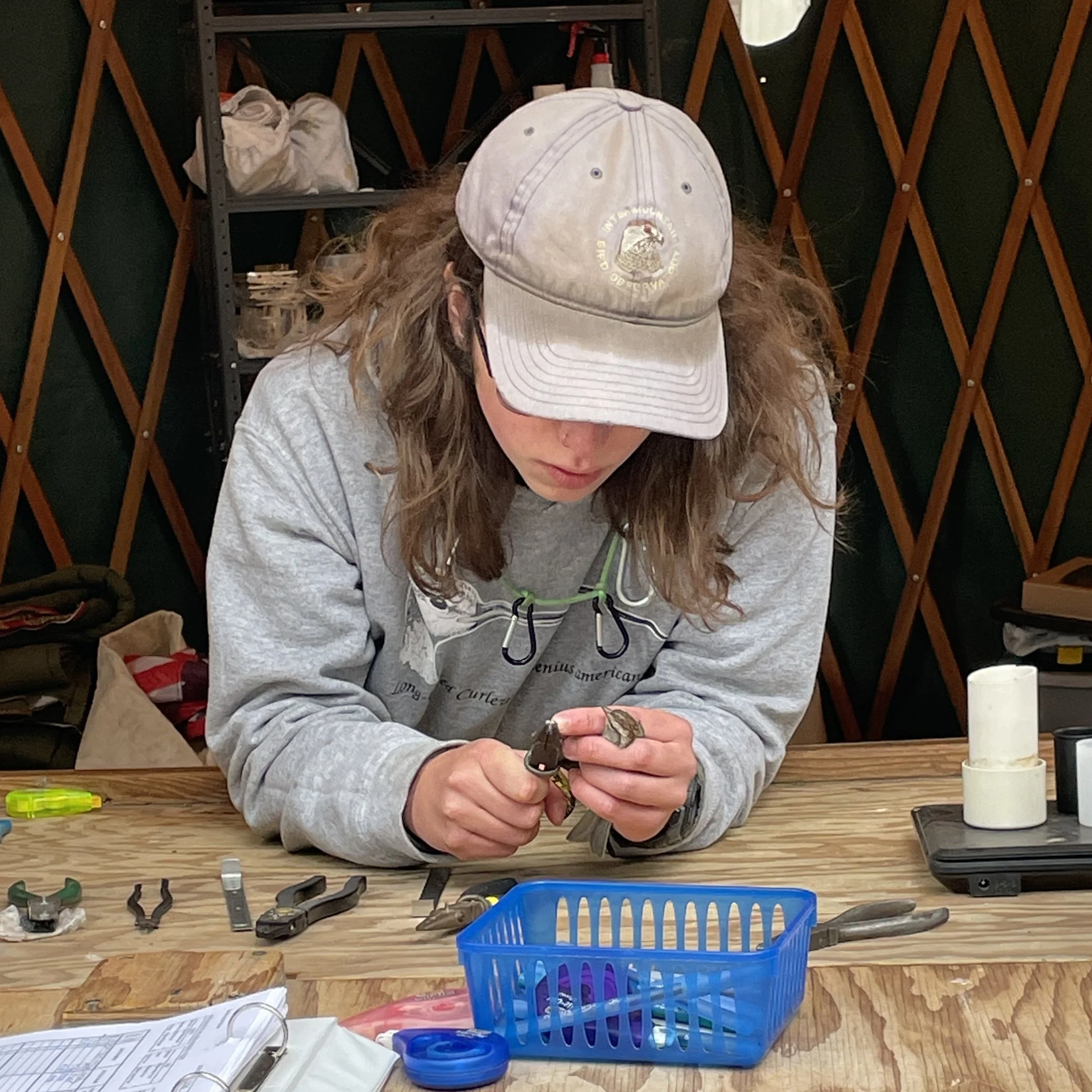 Birds Need Bird Science — Golden Eagle Audubon