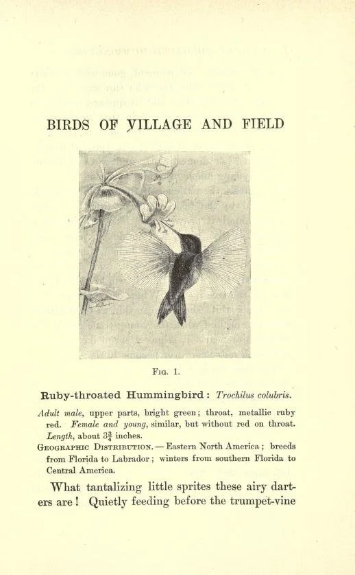 The First Lady of American Ornithology - Florence Merriam Bailey ...