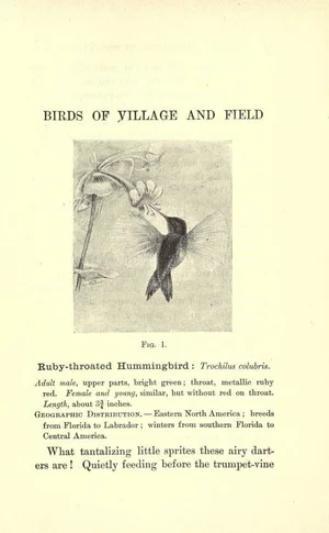 The First Lady of American Ornithology - Florence Merriam Bailey ...