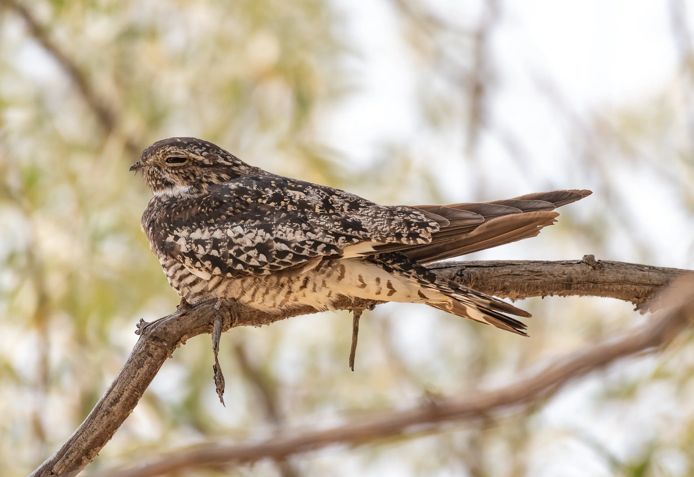Nature For All — Golden Eagle Audubon